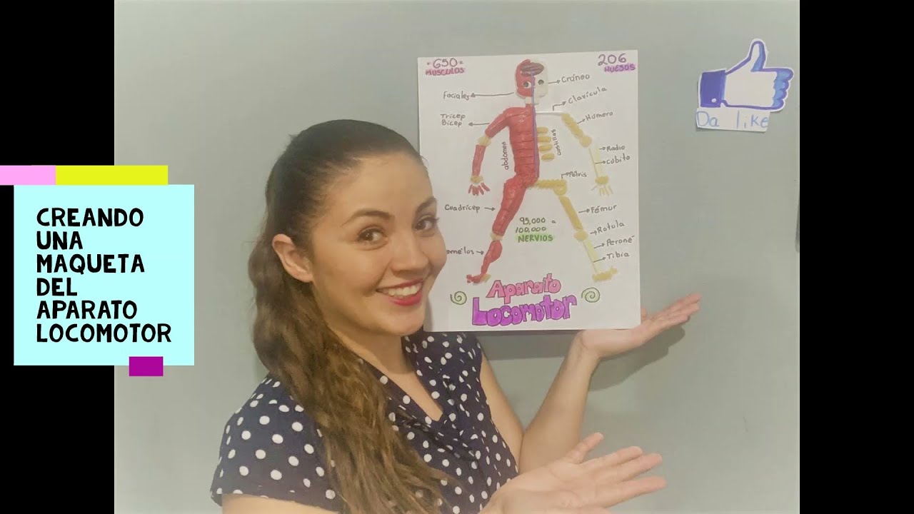 Aparato Locomotor Para Dibujar - Estudiar Aparato Locomotor Para Dibujar - Estudiar