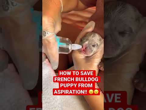 French Bulldog puppy.. Milk aspiration & pneumonia💥💥