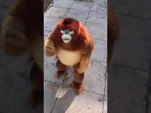 Monkey