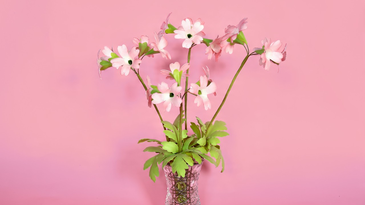 Primula Sieboldii Part 2