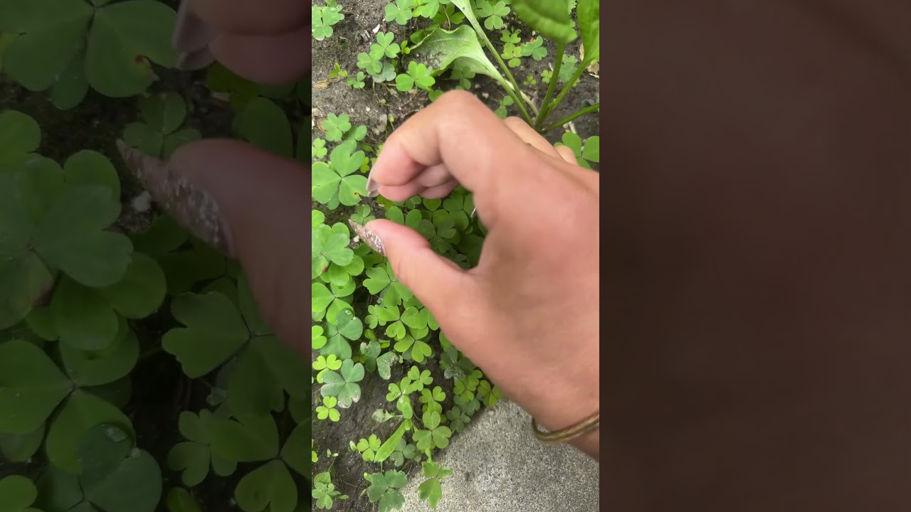 How to find a four leaf clover !