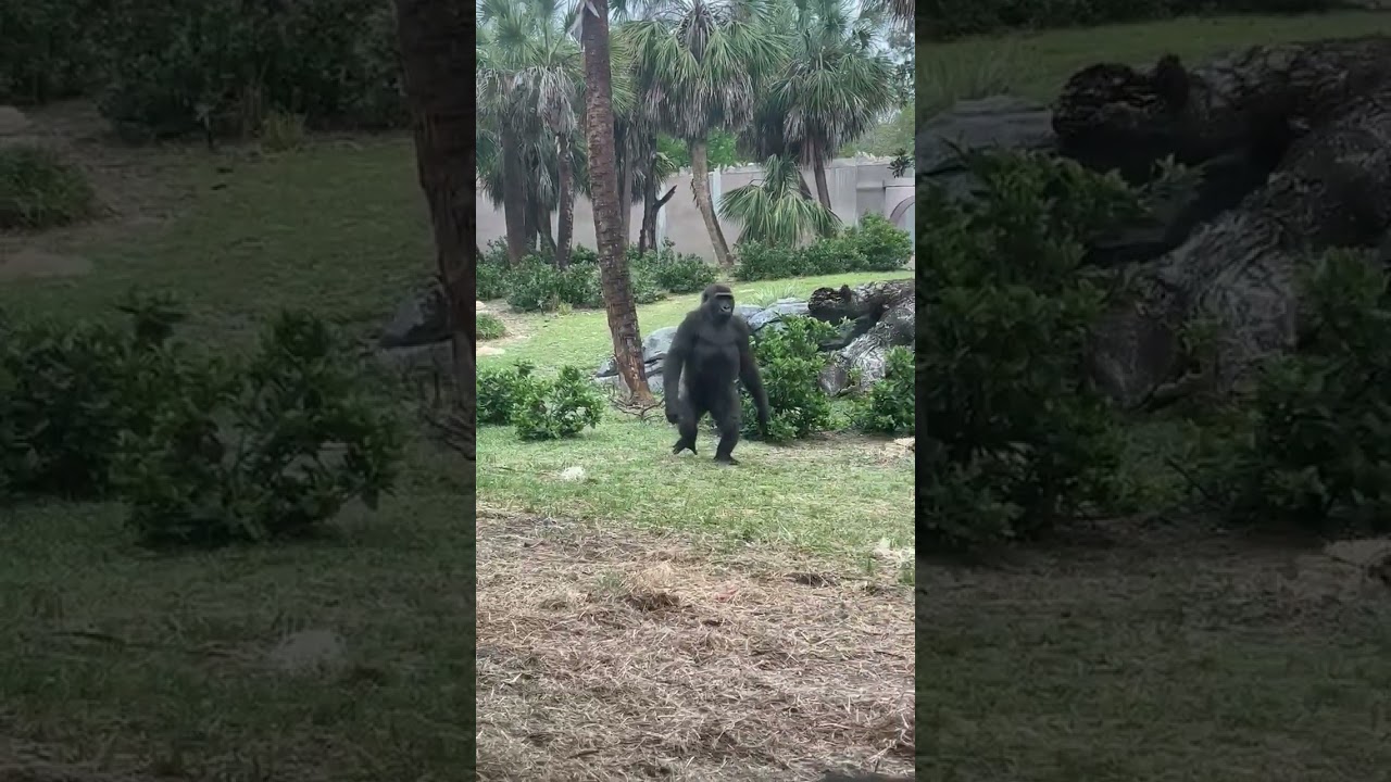 Gorilla Walks Like A Human