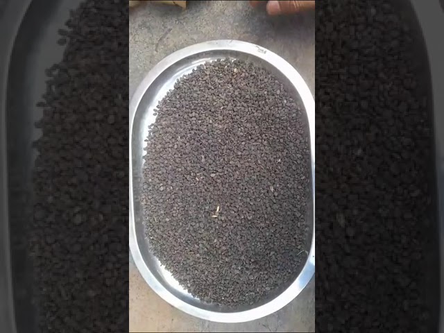 Herbal Seed - Bavchi Seeds (Dhanvarsha Trading) Trader - Wholesaler ...