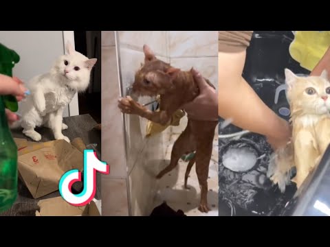 Cats love water
