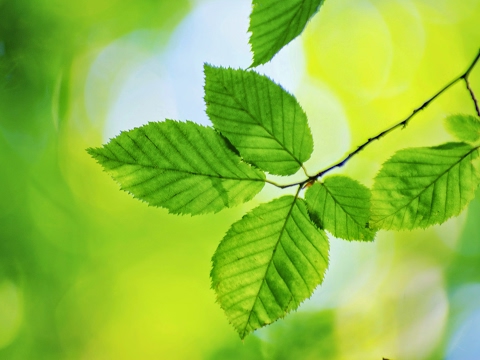 In the Line of Fire: Northern Forests Under Threat