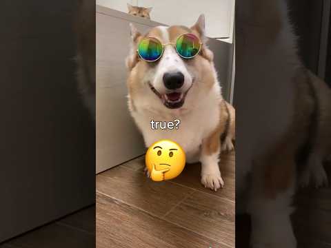 Can dogs really see colour???🐕👁️🟦🟡