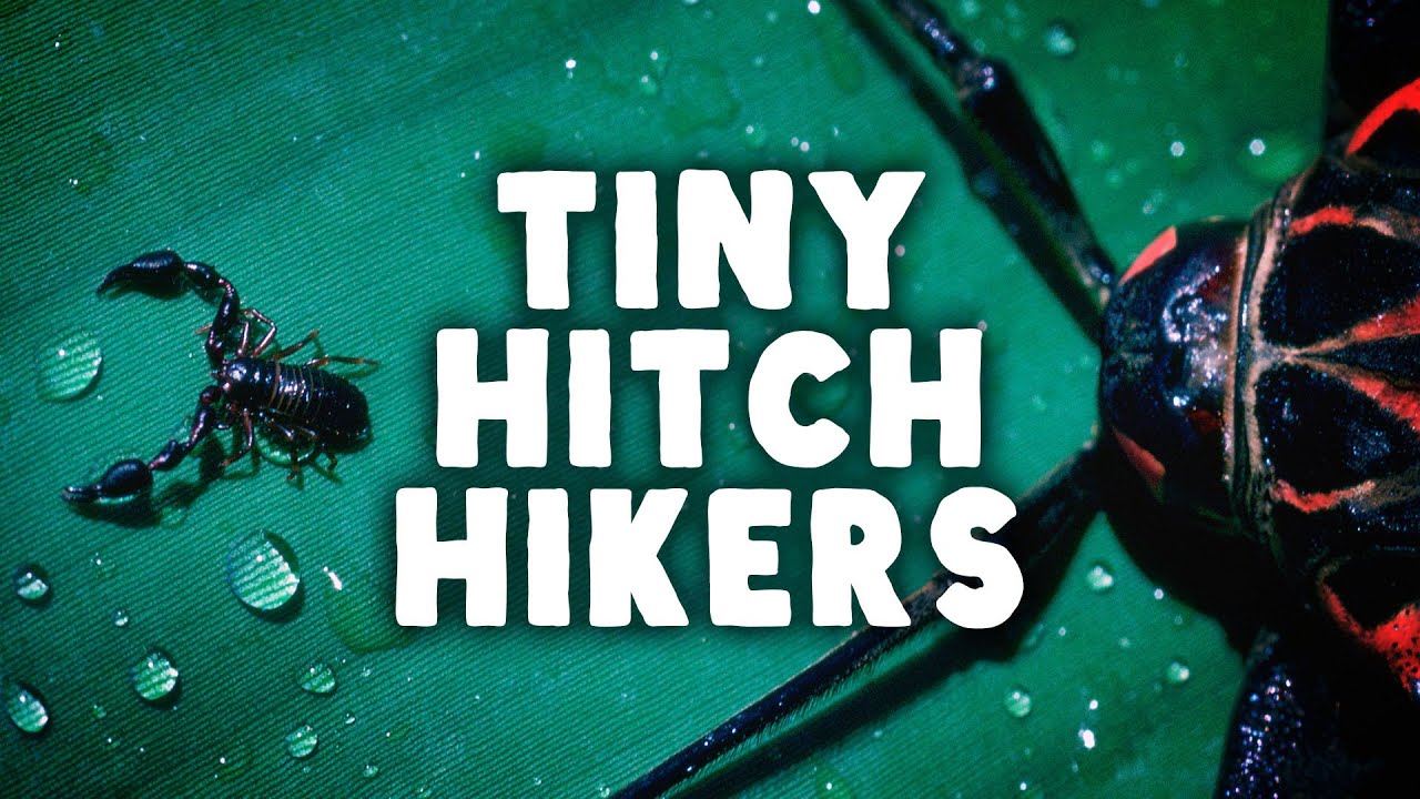 The Tiny Scorpions* In Your House