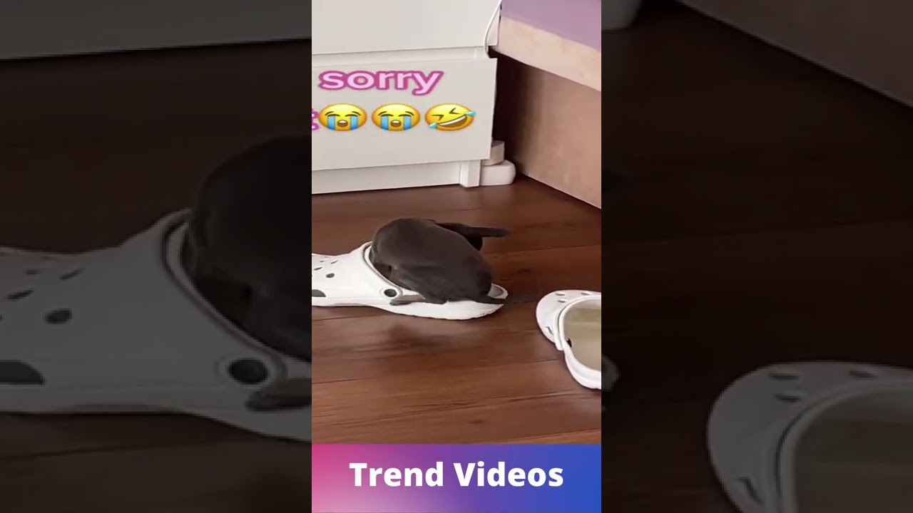 Pin on Funny Dog