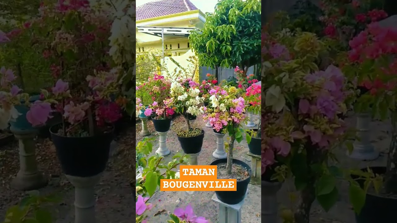 Istana Holland Bougenville || Dibuat betah di rumah