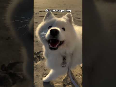 Have you seen a prettier smile? #samoyed #beachwalk