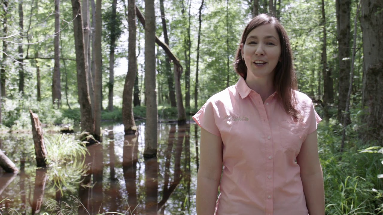 The Chorus Frogs (30 seconds)
