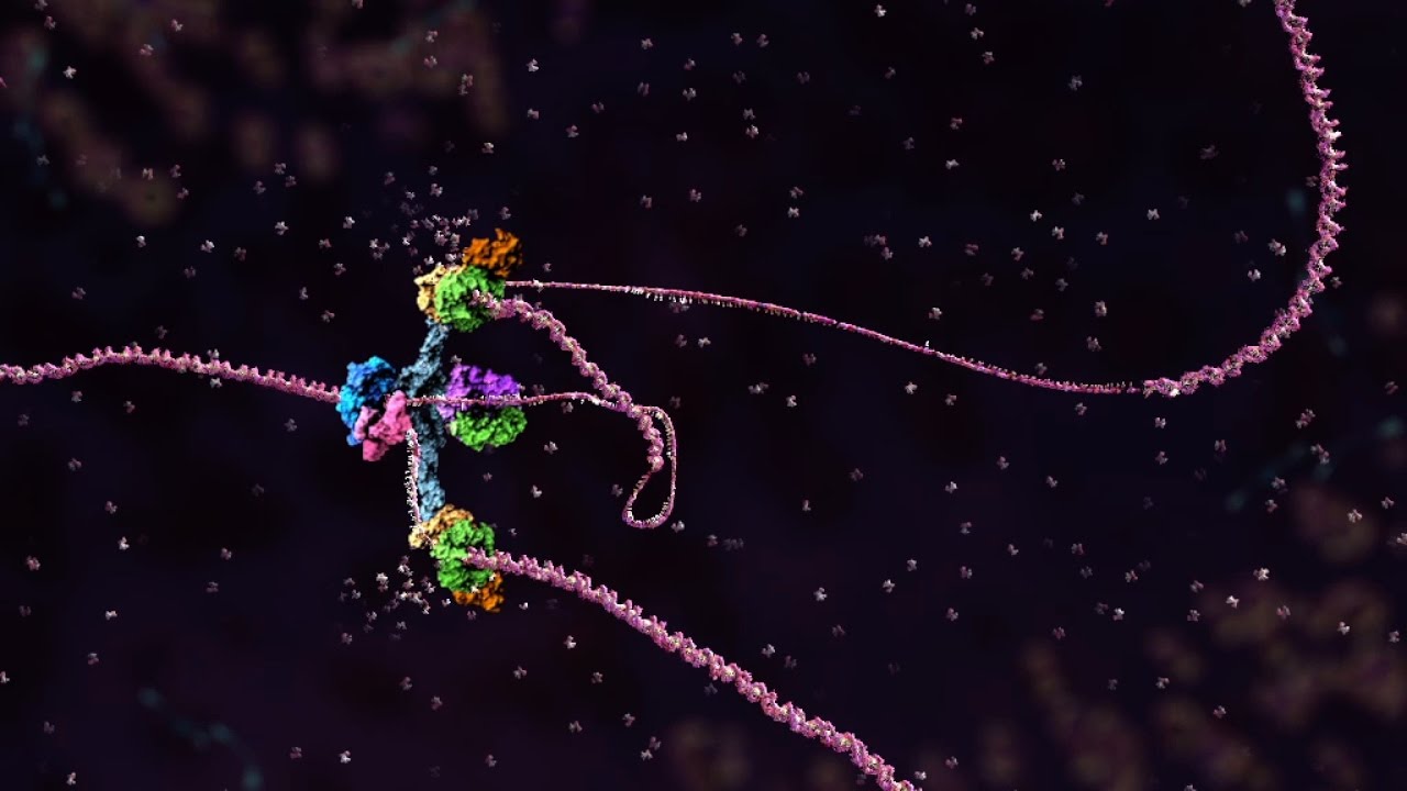 DNA Polymerase 2010