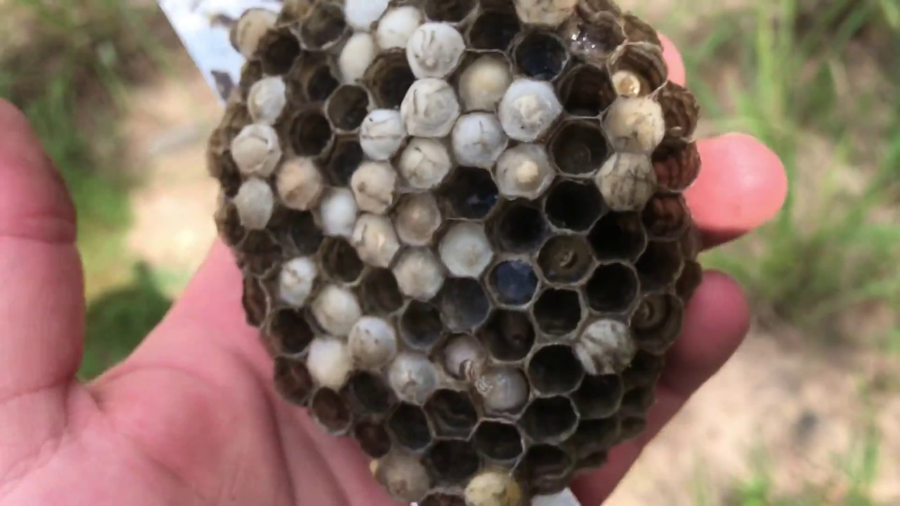 Killing and Studying a Red WASP Nest!