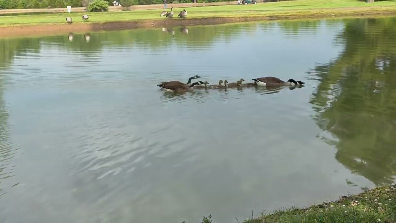 WTTGeese 