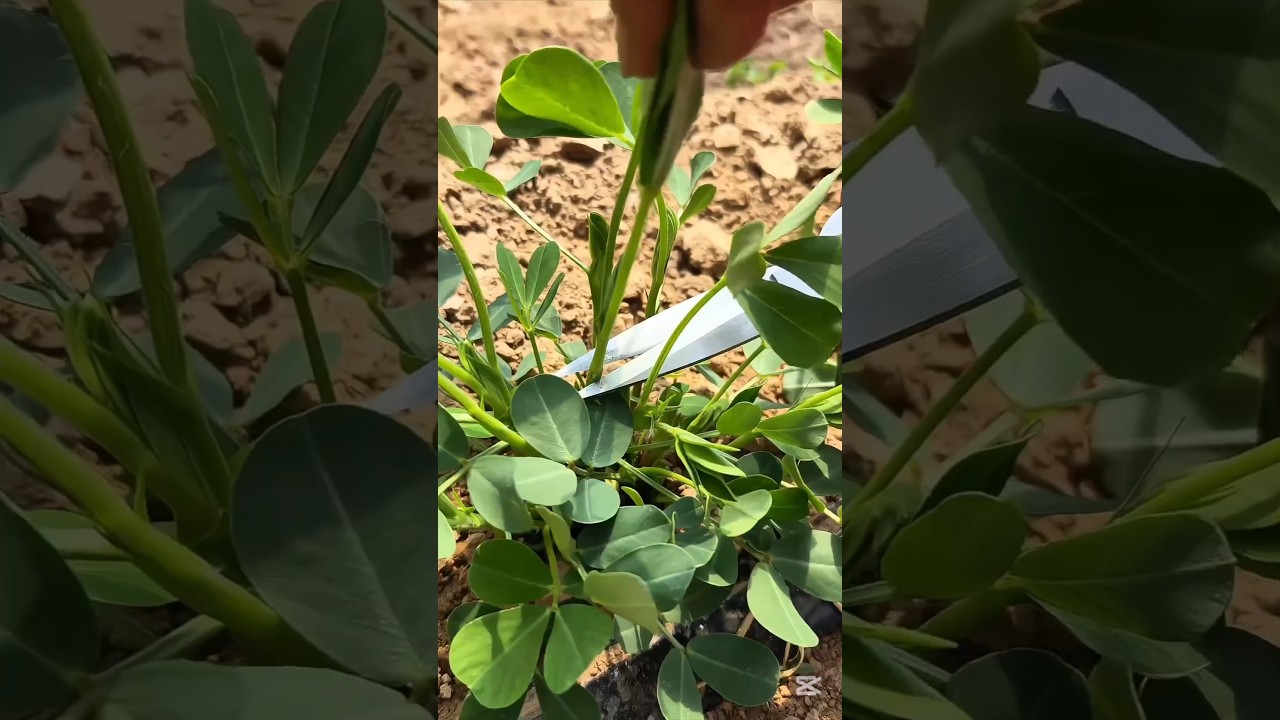 Try these tricks for peanut plants for higher yields #smartfarming #organicfarming #gardeningtips