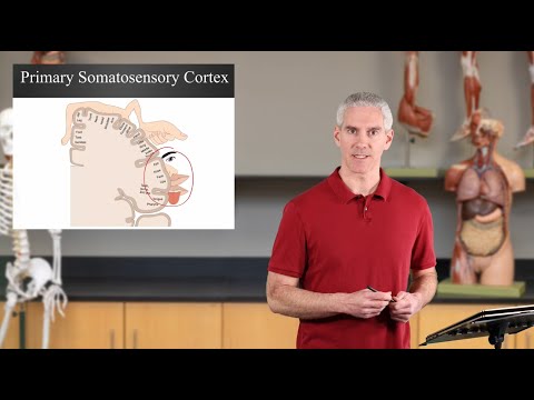 Cerebral Cortex - Sensory and Motor Control (Ch13CNS - Slides67-76)