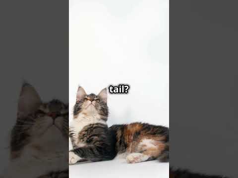How do cats communicate with their tails? 🐈 #shorts #facts