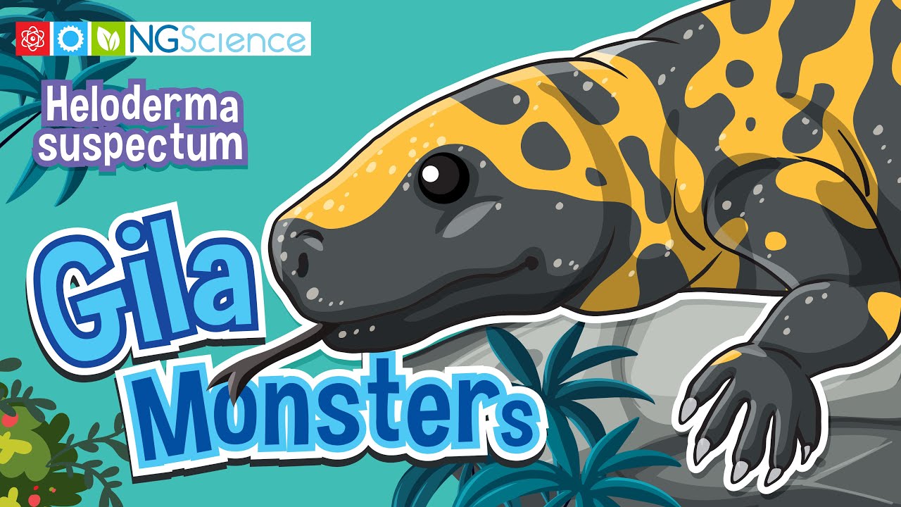 Gila Monsters – (Heloderma suspectum)