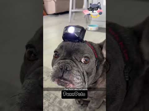 The dog's first day on the job šš¤£ #animals