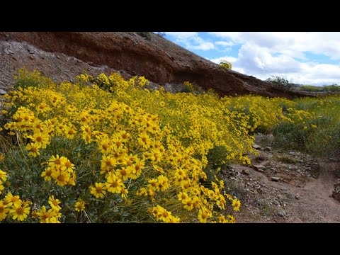 Coronavirus PSA by Encelia farinosa
