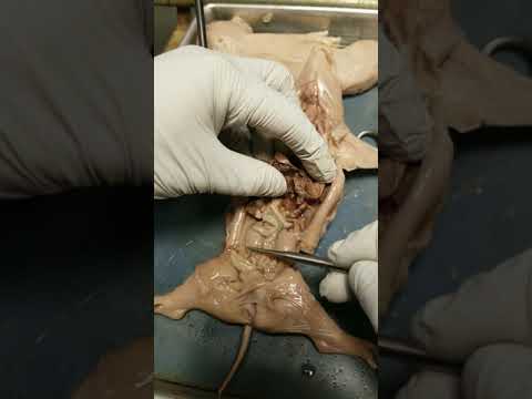 Fetal Pig Lower Abdominal Organs and Kidneys