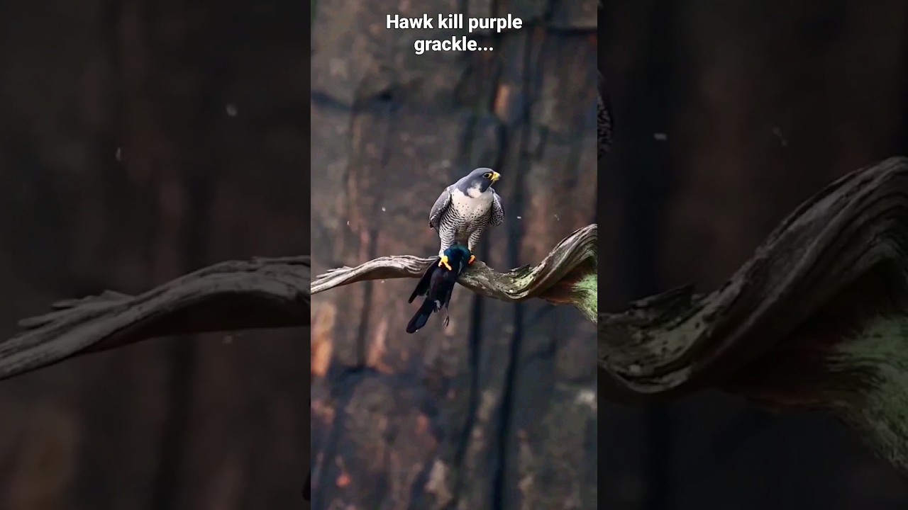 Hawk Kill purple grackle bird....