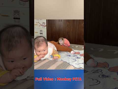 Pita monkey take care baby #babymonkey #smartmonkey #monkey #animals #shorts