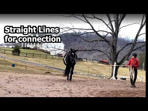 Longeing ~ Straight Lines to IMROVE Connection