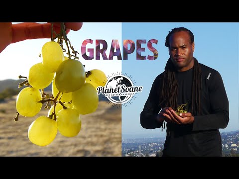 Grape Benefits | What Color Grapes Are Healthy Black, Red, Green? What About Wine & Grape Seed Oil?