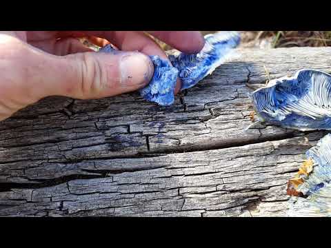 Lactarius indigo mushrooms Texas