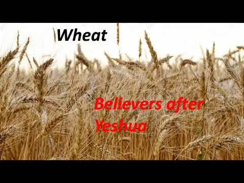 Biblical meaning of Wheat