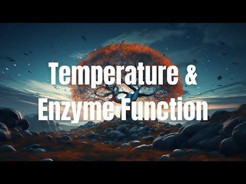 Temperature and Enzyme Function: Delving into the Details