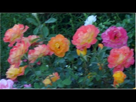 Blessing for the Earth and for Planet Maldek . by Alice B. Clagett ...