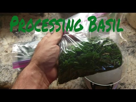 Preserving and Freezing Basil!