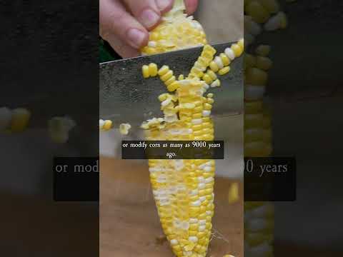 Corn: Grain That Sustained a Continent #18thcenturycooking #history #cooking #corn