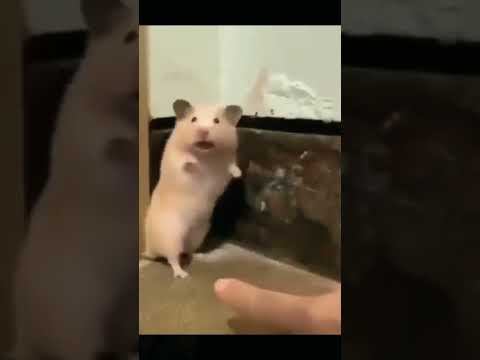 Rats can talk? #shorts #funny #memes