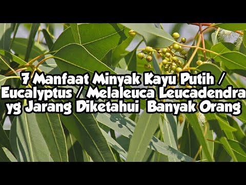 7 Manfaat Minyak Kayu Putih / Eucalyptus / Melaleuca Leucadendra yg Jarang Diketahui Banyak Orang