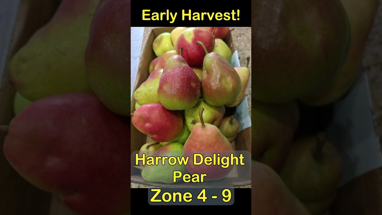 Disease Resistant Pears for your consideration