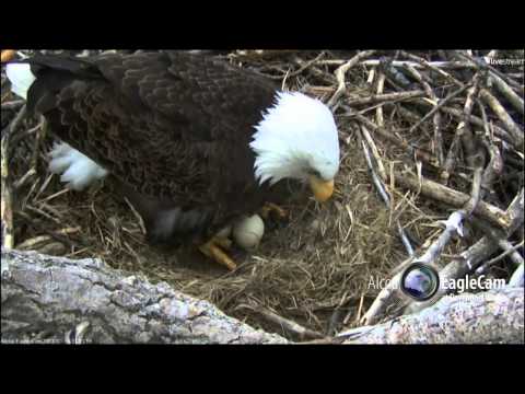 Alcoa Eagles 'Eaglet On The Way! 11.11 am CDT _3.16.13_
