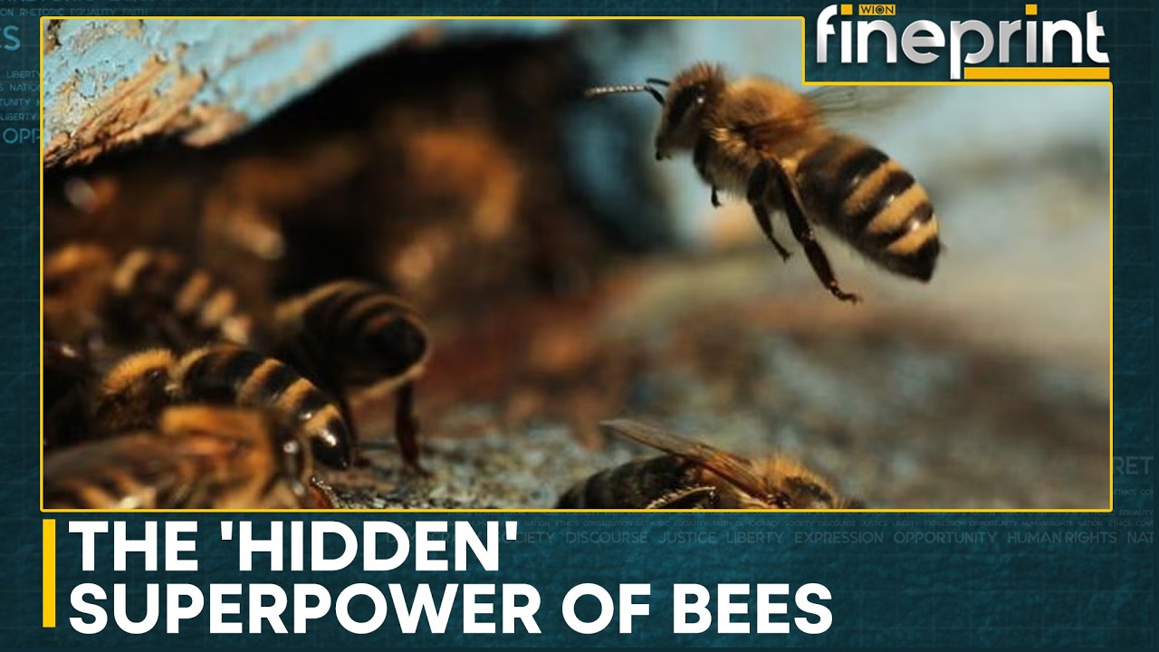 The Magnetic Mystery Inside Bees: Scientists Unlock Bee Navigation Secret | WION Fineprint