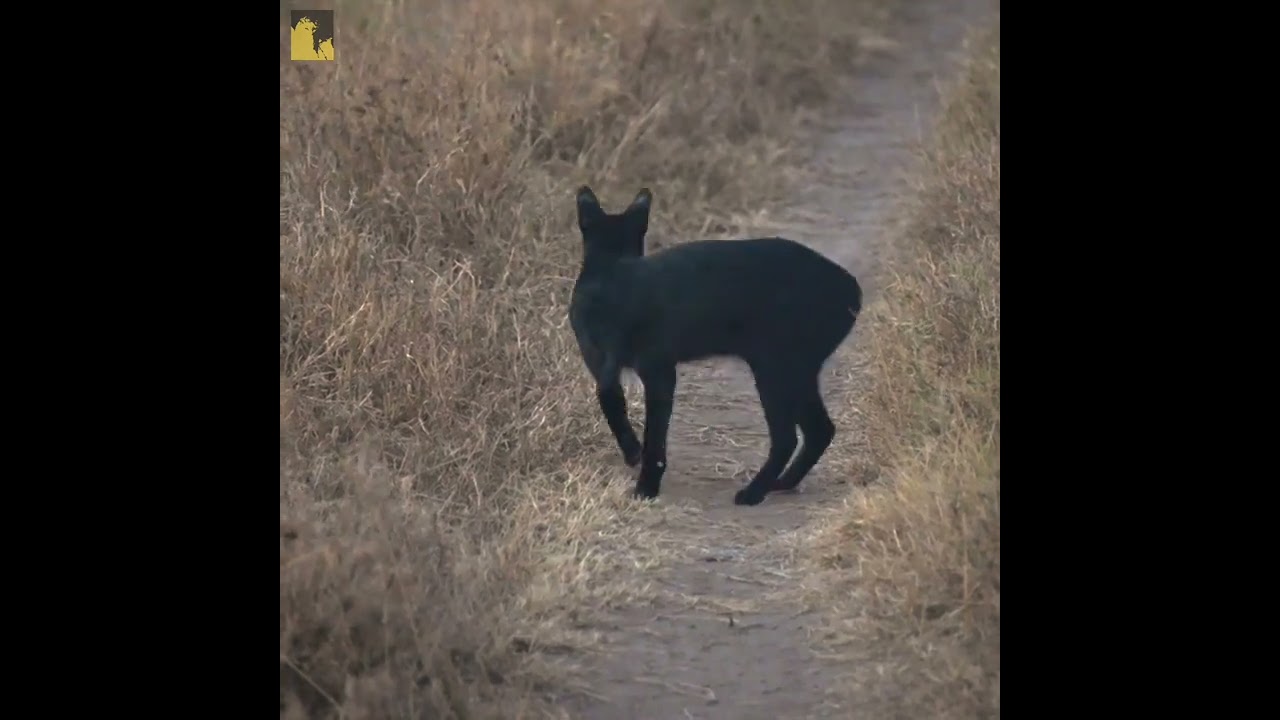 Rare melanistic serval - African wild cat #shorts @wildcatsinfo #youtubeshorts