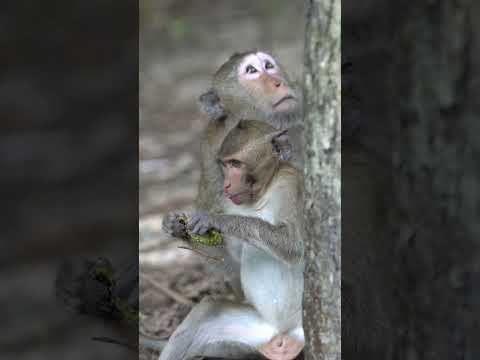 Wild Monkeys Up Close! 🌳🐒