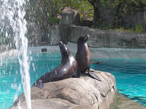Pittsburgh Zoo & PPG Aquarium | Wikipedia audio article