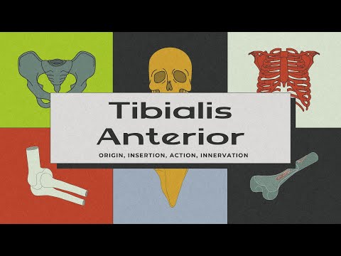 TIBIALIS ANTERIOR Muscle | Massage Therapy | Anatomy Study Guide
