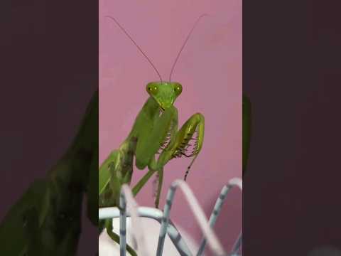 😂😂🤣moye moye..#funnyshorts #shortsyoutube #viral #ytshorts #trending