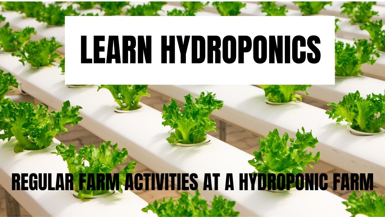Regular Activities at a Hydroponic Farm || Learn Hydroponics || Full Guide to Learn Hydroponics