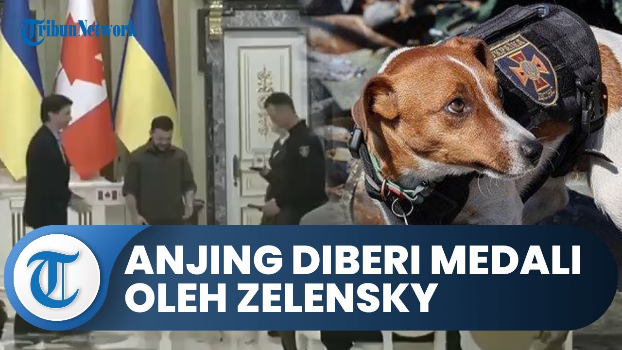 Berhasil Deteksi Ranjau Tentara Rusia, Anjing Pelacak Diberi ...