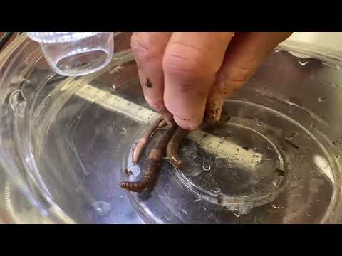 Asian Jumping Worms – Featured Video – Maryland Grows