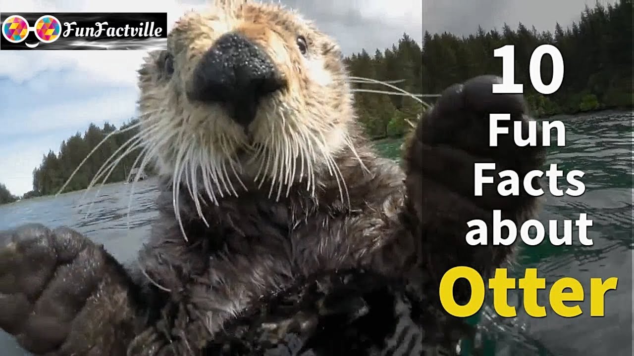 10 Fun Facts about Otter
