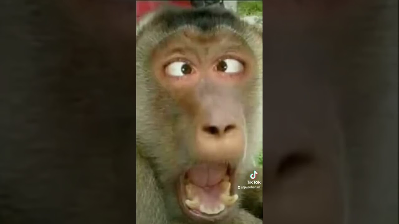 ciluk ba monyet lucu